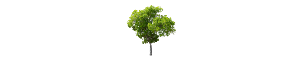 Copaci si plante
